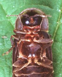 John Tyler's Webpage - Wildlife Photos and Lectures